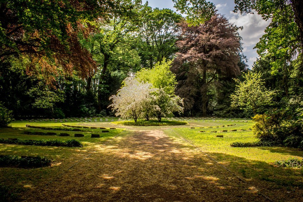 Keep Your Trees Healthy This Summer: Tips for Proper Tree Care